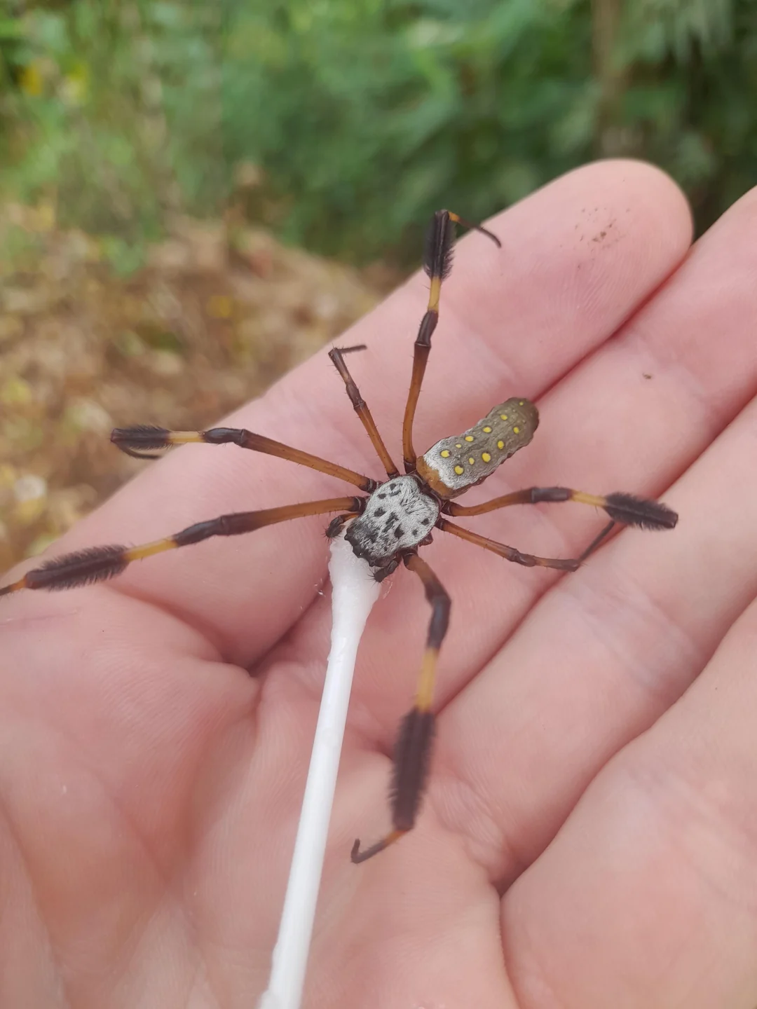 This Giant Spider Looked Lifeless — Until a Stranger Gave Her a Second ...