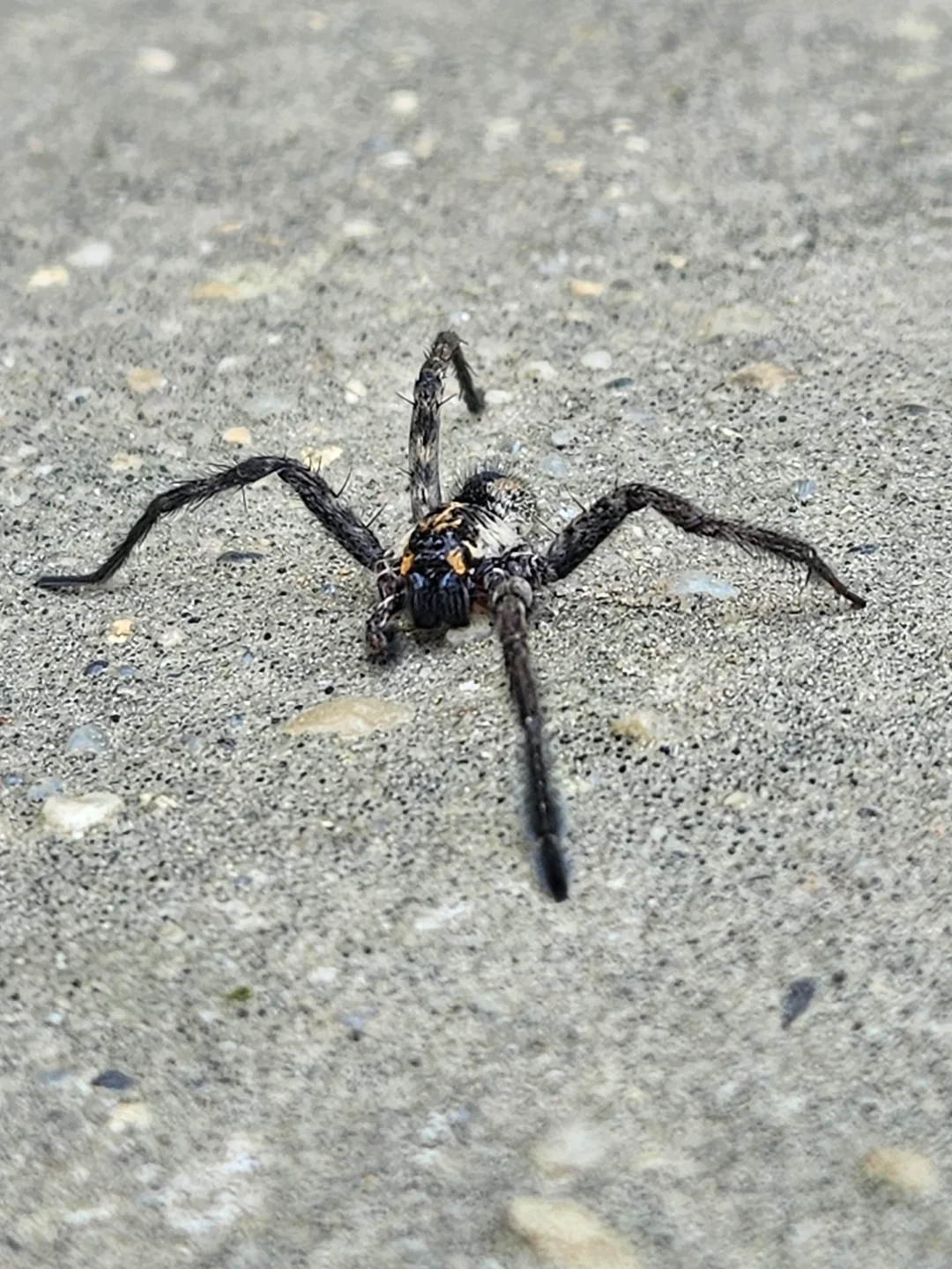 Injured Wolf Spider With Only 4 Legs Left Keeps Fighting to Stay Alive